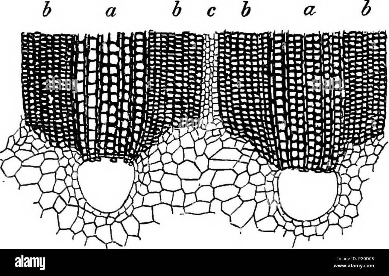 Trachéides scalariformes Banque d'images noir et blanc - Alamy