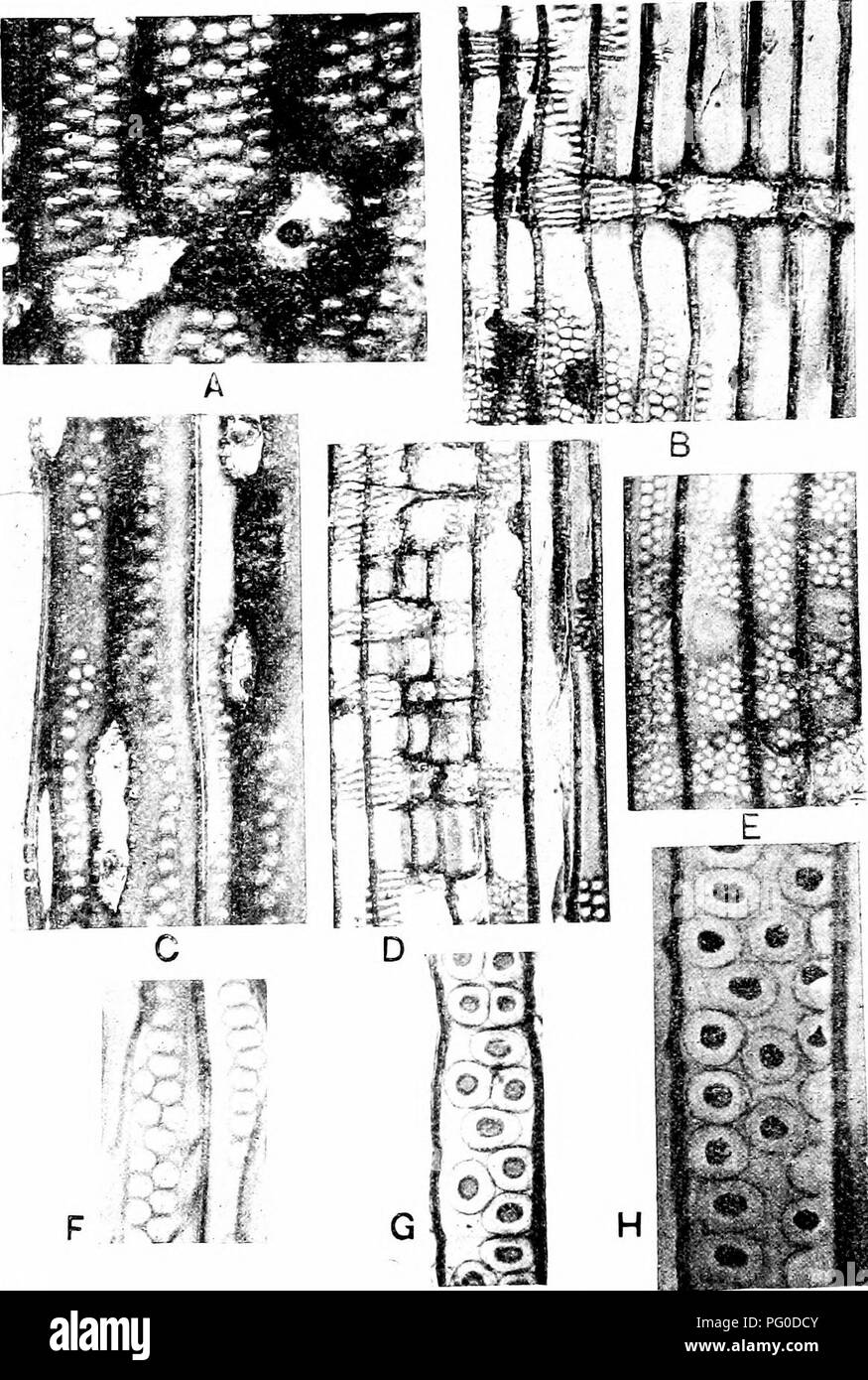Trachéides scalariformes Banque d'images noir et blanc - Alamy
