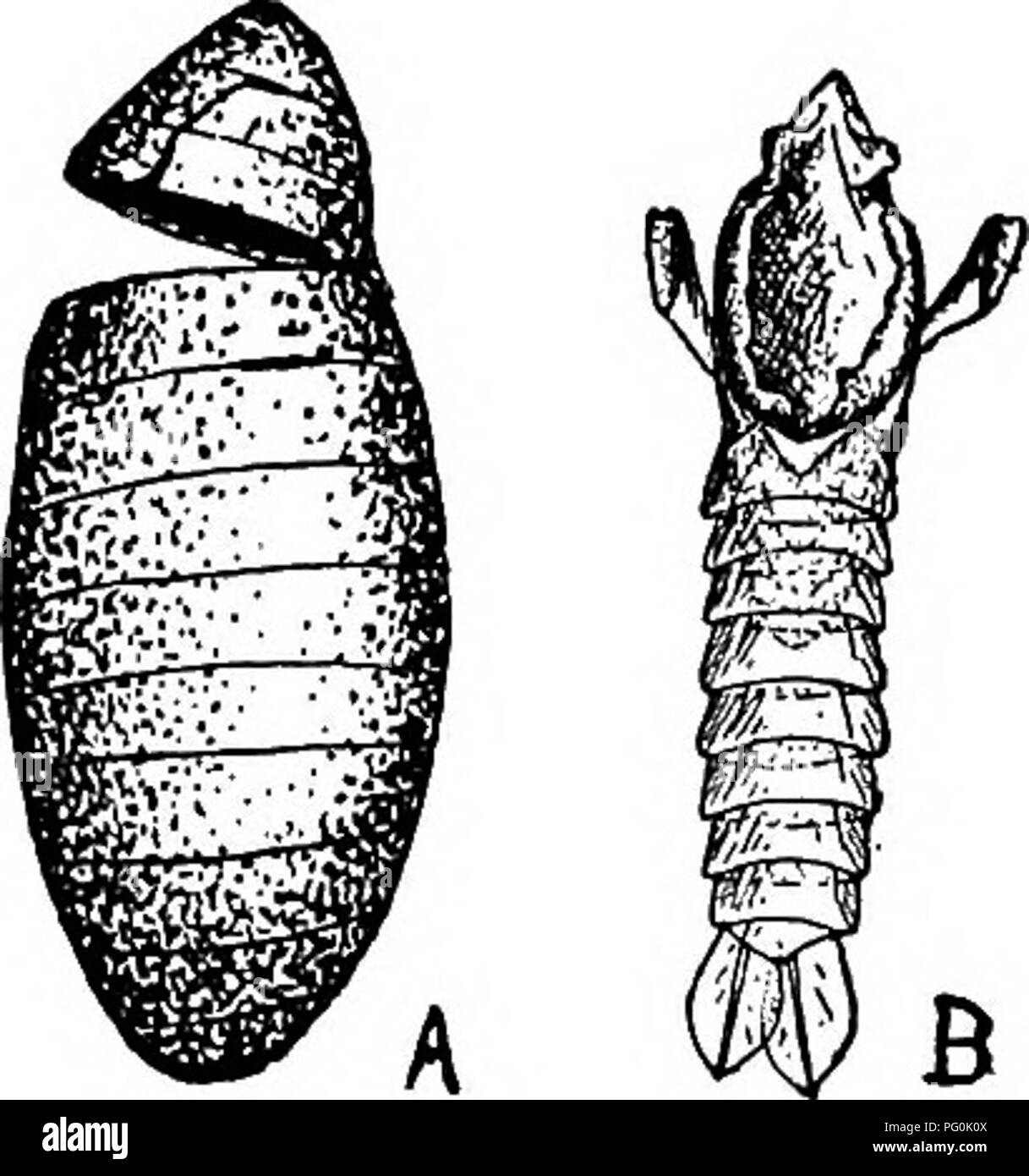 Parasites asticots oeufs Banque d'images noir et blanc - Alamy