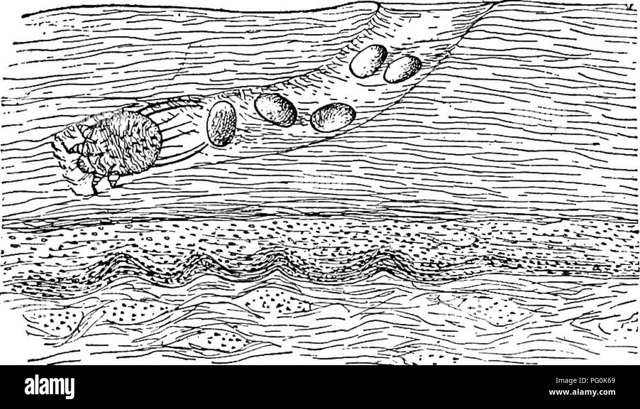Ce travail examine le rôle des parasites animaux dans la transmission ...