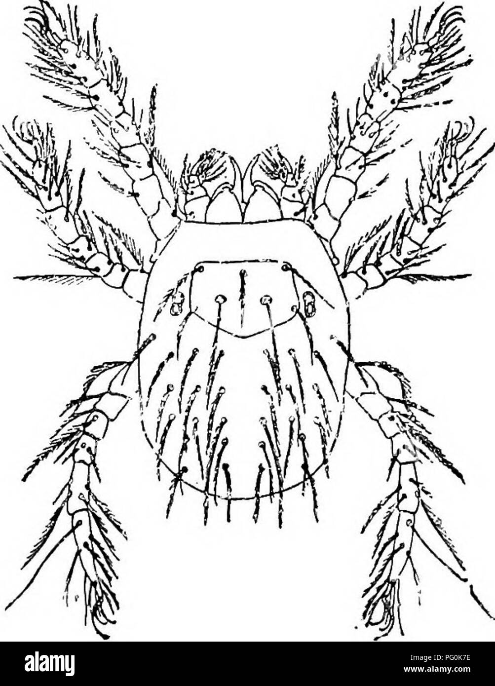 Morsures humaines Banque d'images noir et blanc - Alamy