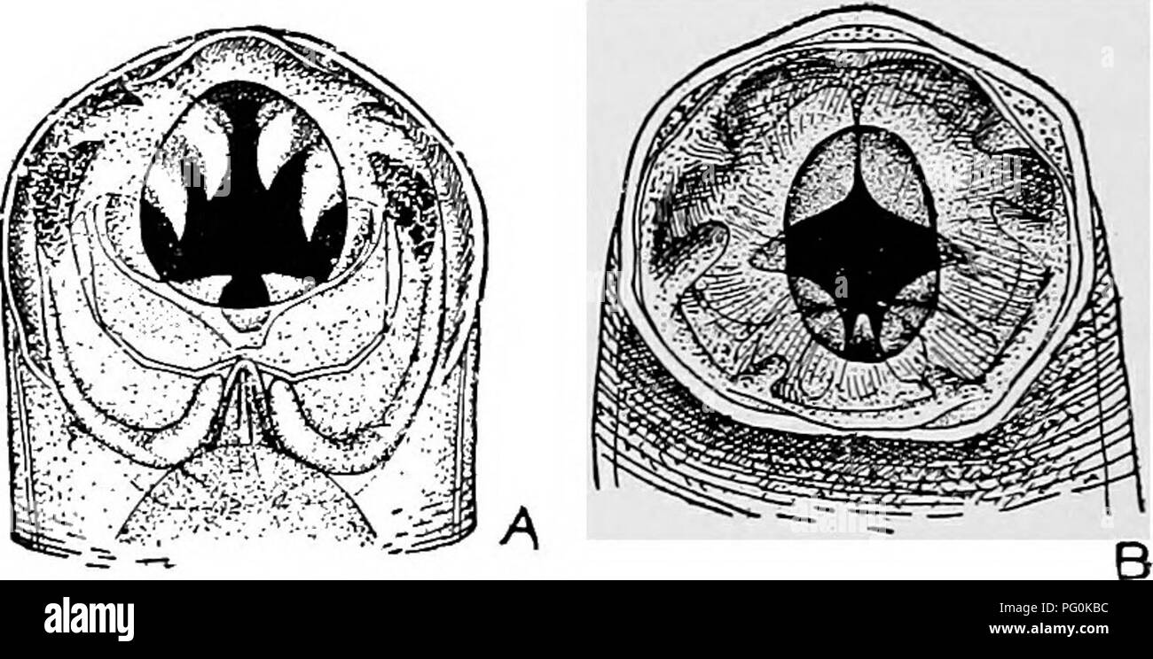 Cette illustration tirée de « parasites animaux et maladie humaine ...