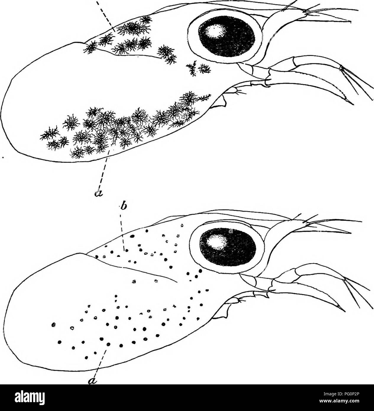 Mysis homard Banque de photographies et d’images à haute résolution - Alamy