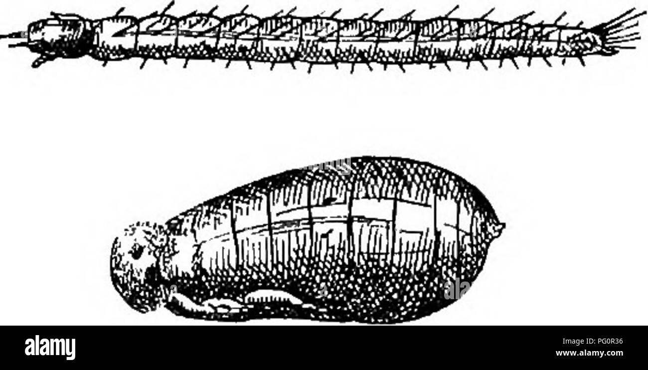 Larves de puces Banque de photographies et d’images à haute résolution ...