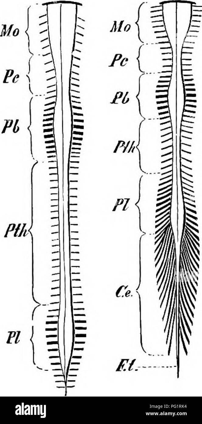 Arachnoid membrane Banque d'images noir et blanc - Alamy