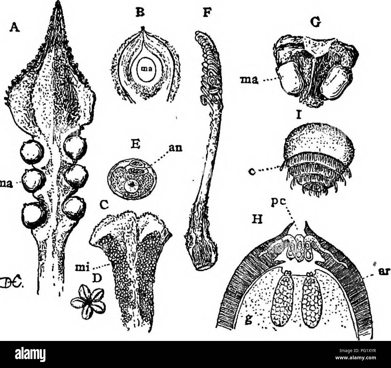 Cycas male cone Banque d'images noir et blanc - Alamy