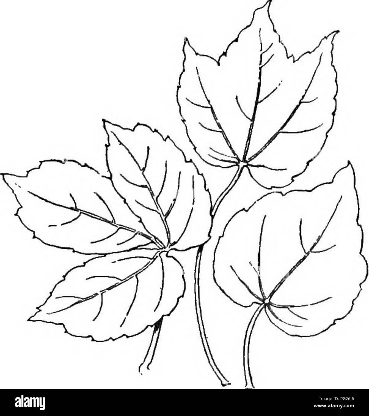 . Beginners' botanique. La botanique. Feuilles -LA FORME ET LA POSITION ...