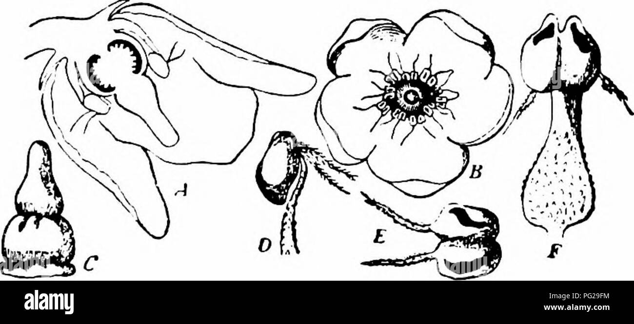 Schéma fécondation fleur Banque de photographies et d’images à haute ...