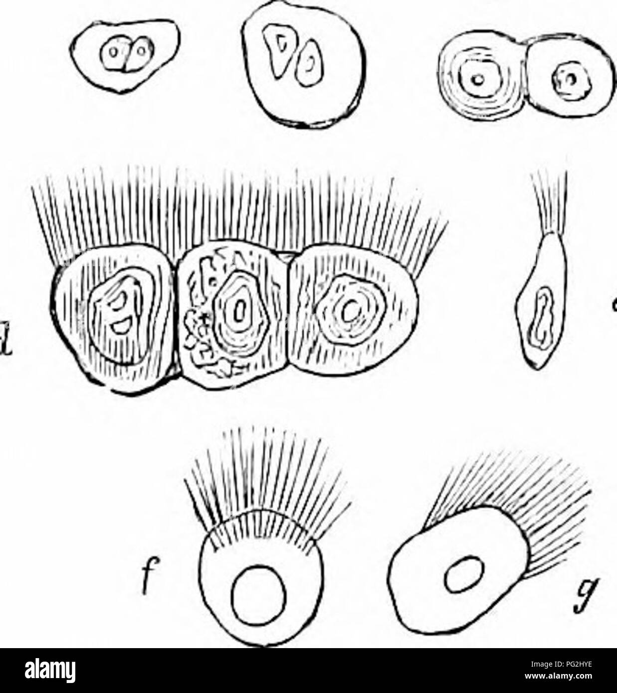 . Sur l'anatomie des vertébrés. L'anatomie comparée des vertébrés ...