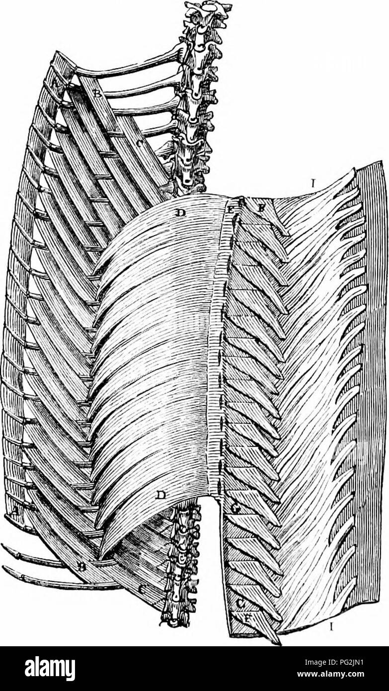 Anatomie du muscle intercostal Banque d'images noir et blanc - Alamy