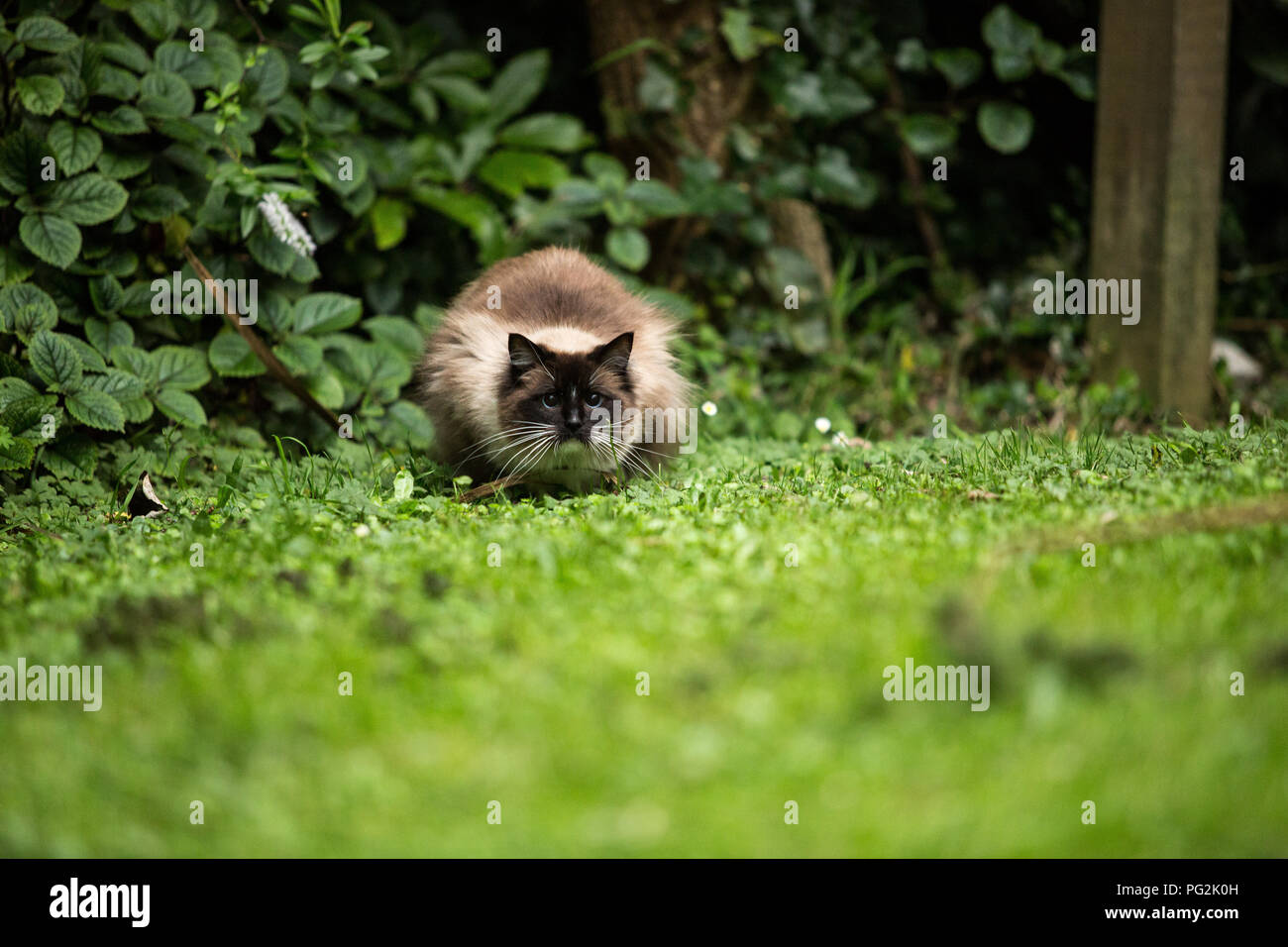 Ragdoll chaton mignon Banque de photographies et d’images à haute ...