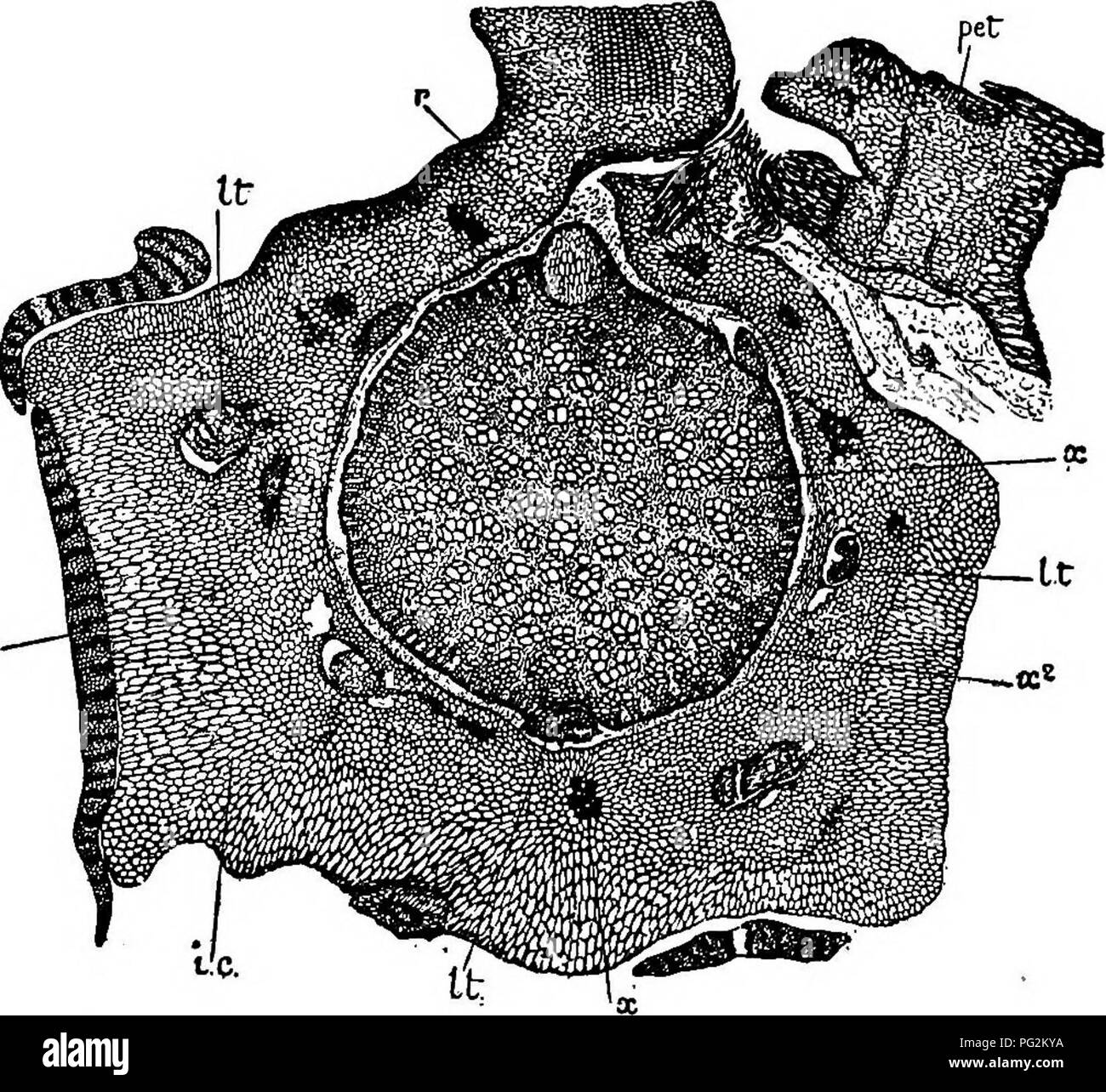 . Morphologie des gymnospermes. Les gymnospermes ; la morphologie des ...
