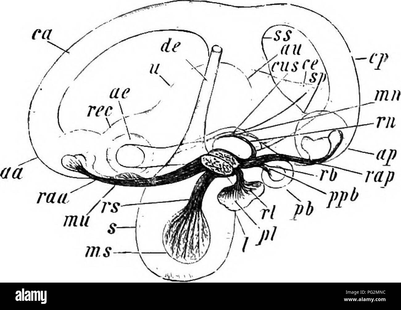 Anatomie de la capsule Banque d'images noir et blanc - Page 2 - Alamy