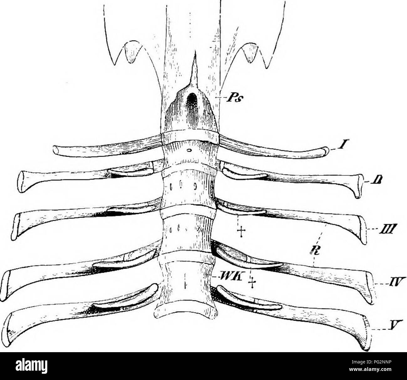 Ce livre sur l'anatomie comparée explore la structure des vertébrés, en ...