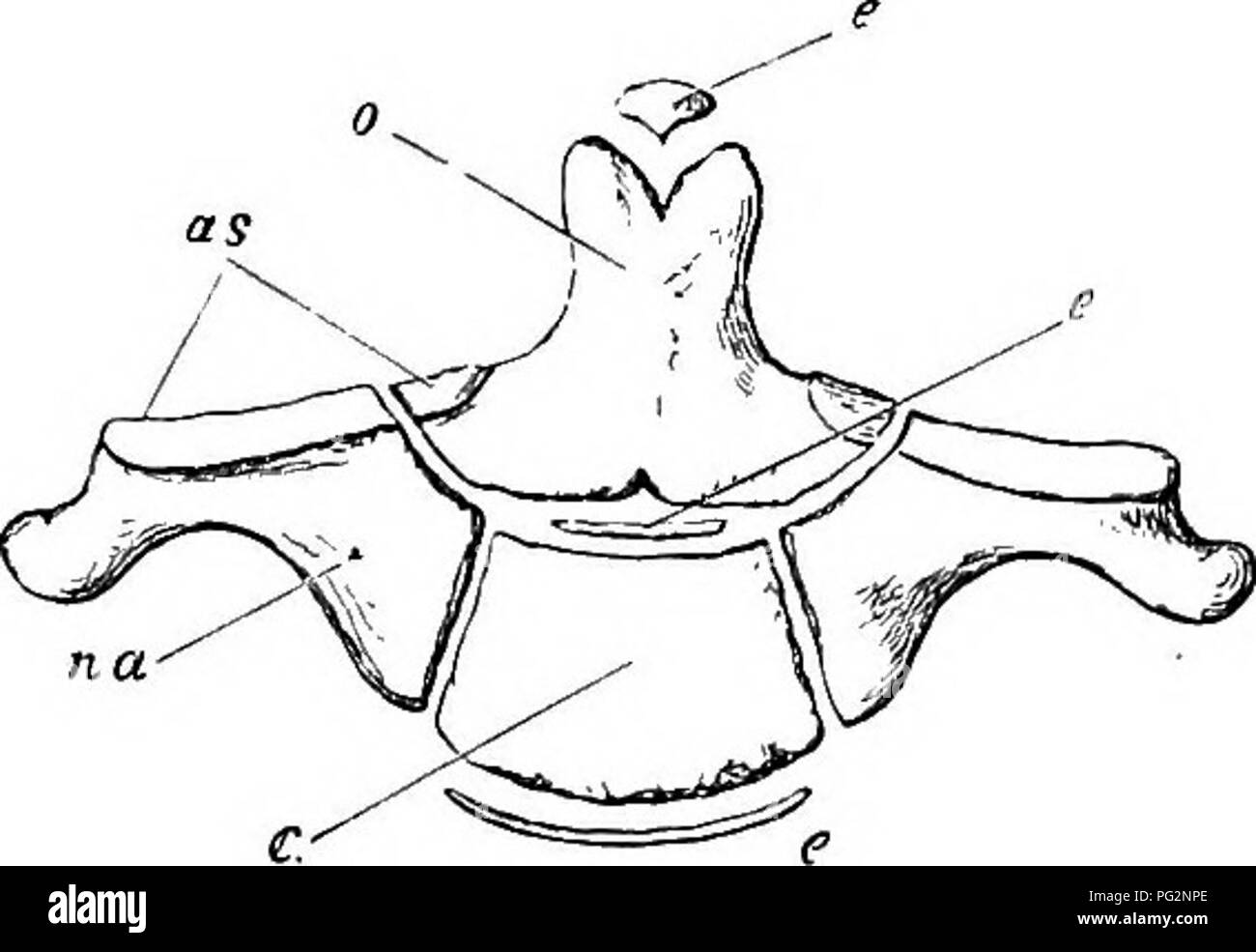 Apophyse transverse de l'atlas Banque de photographies et d’images à ...