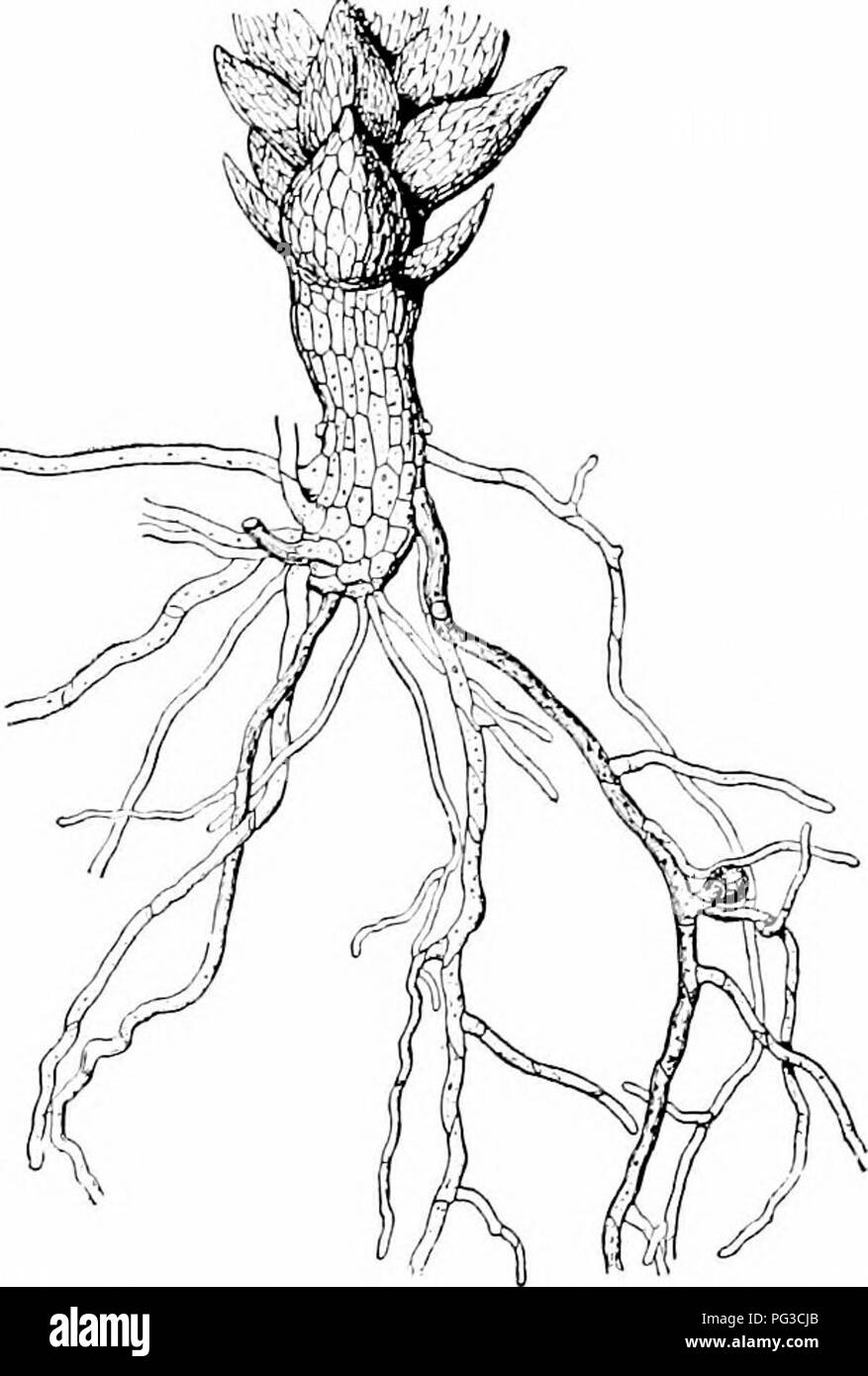 . Des études de l'usine ; une école primaire la botanique. La botanique ...