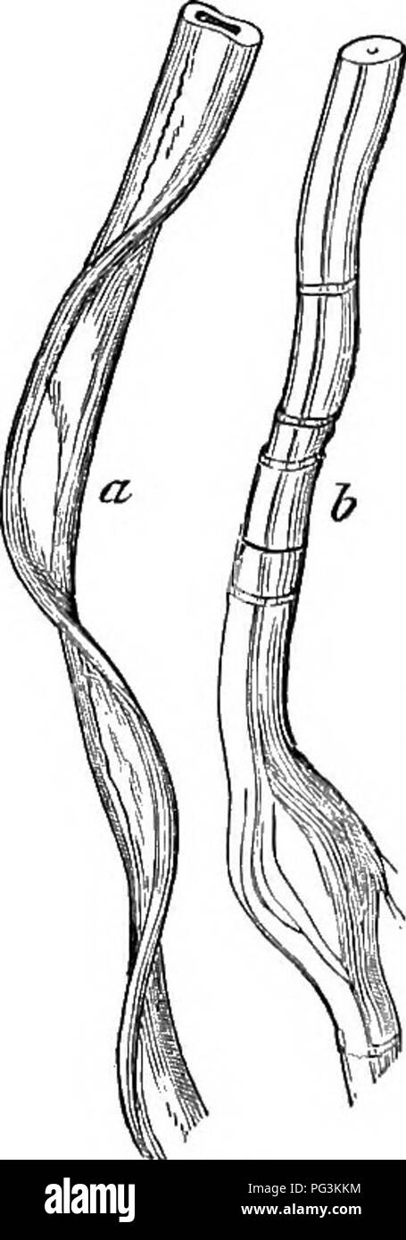 Structure filiforme Banque de photographies et d’images à haute ...