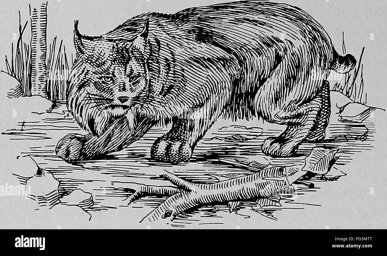 Loup cervier Banque d'images noir et blanc - Alamy