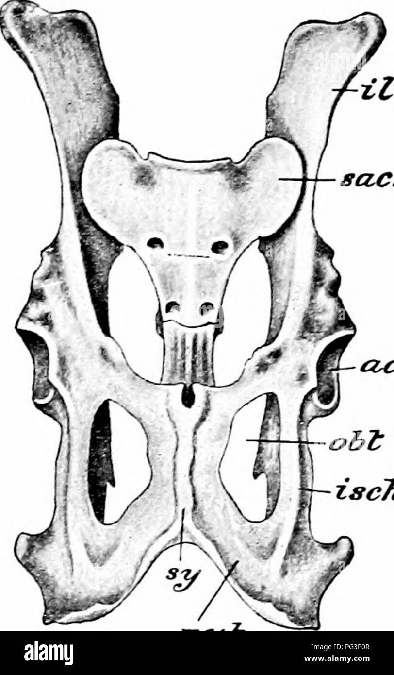 . Un manuel de zoologie. PHYLUM CHORDATA 5°3 le pubis, mais par un ...
