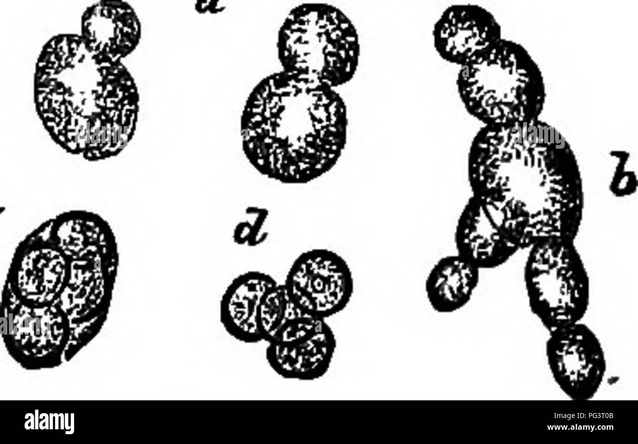 Cellule de levure Banque d'images noir et blanc - Alamy