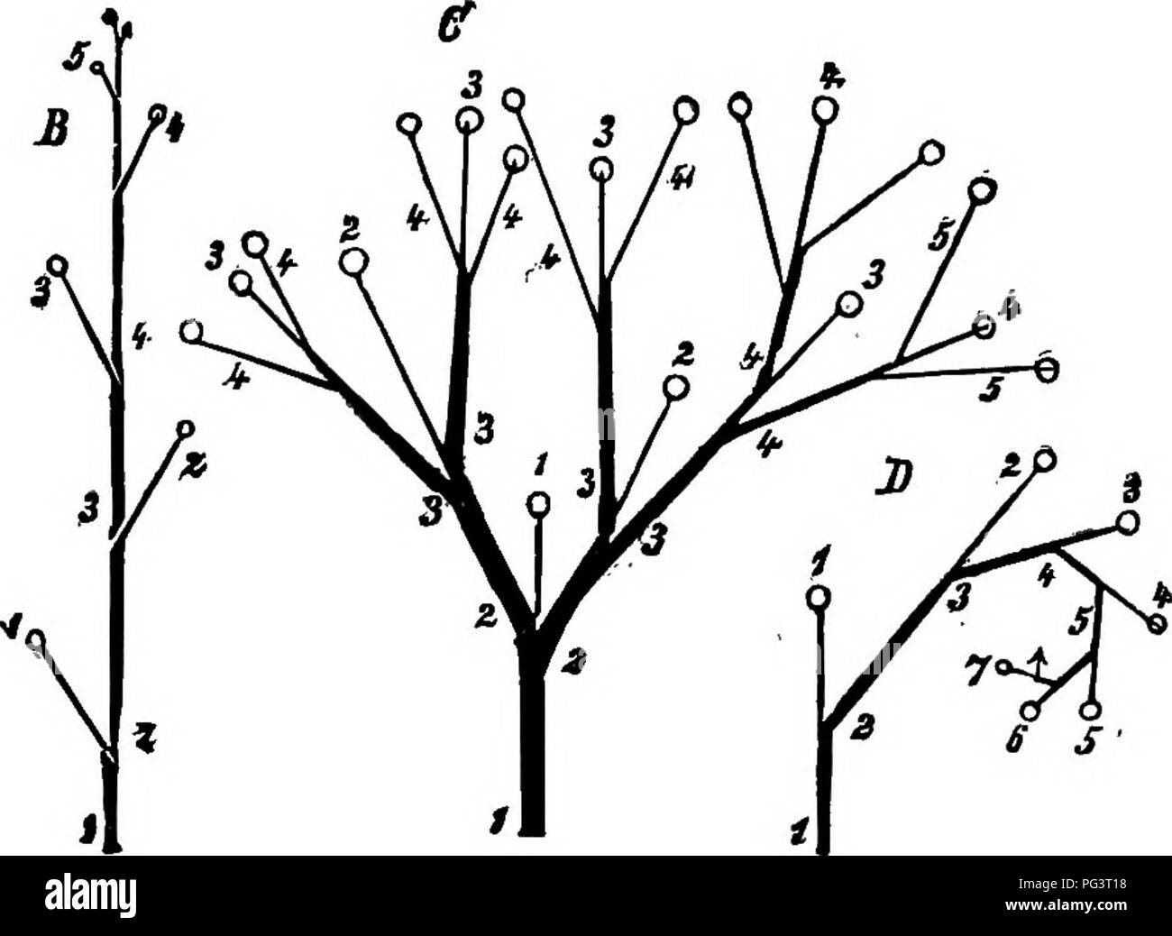 Ramification dichotomique Banque de photographies et d’images à haute ...