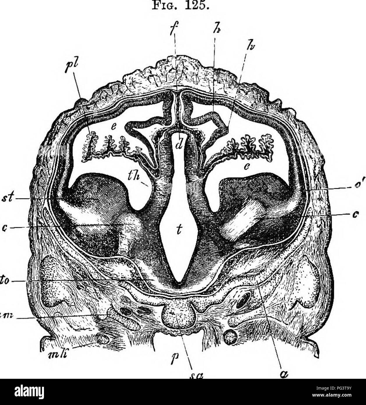 Lamina terminalis Banque de photographies et d’images à haute ...