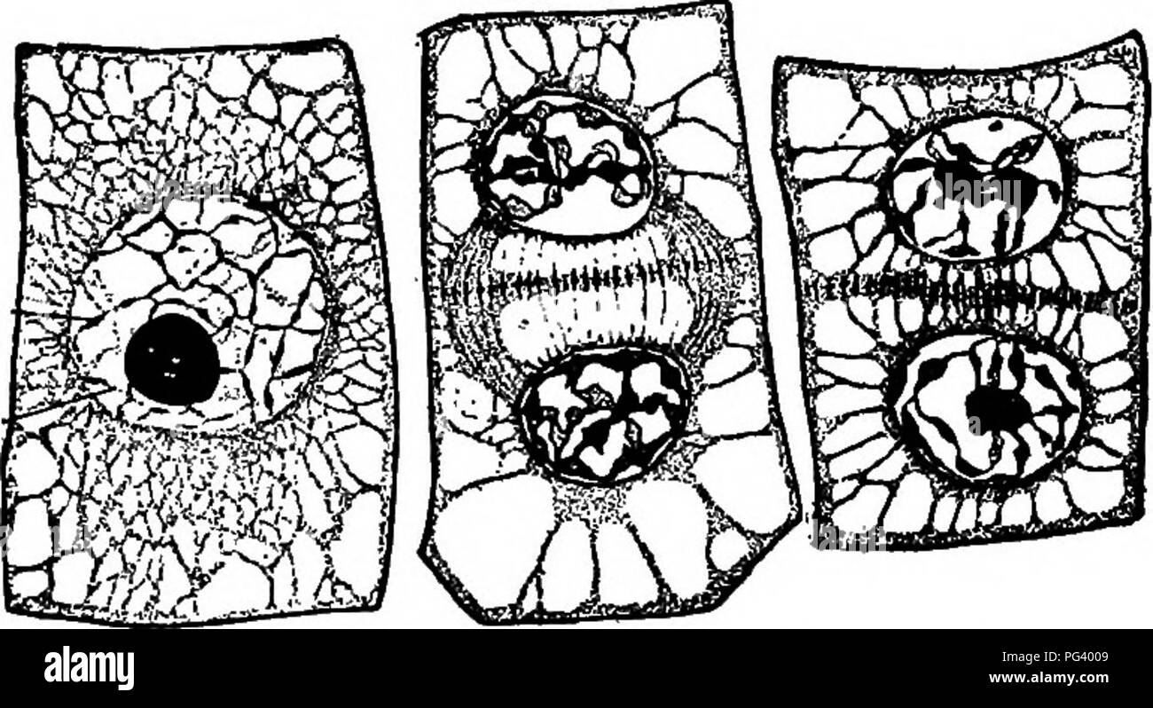 Etapas de la mitosis Banque d'images noir et blanc - Alamy