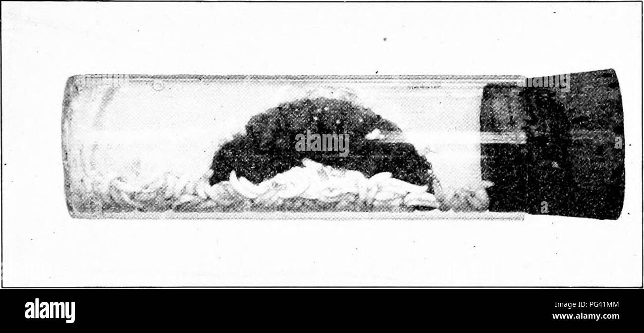 Caterpillar moth tomato moth caterpillar Banque d'images noir et blanc ...