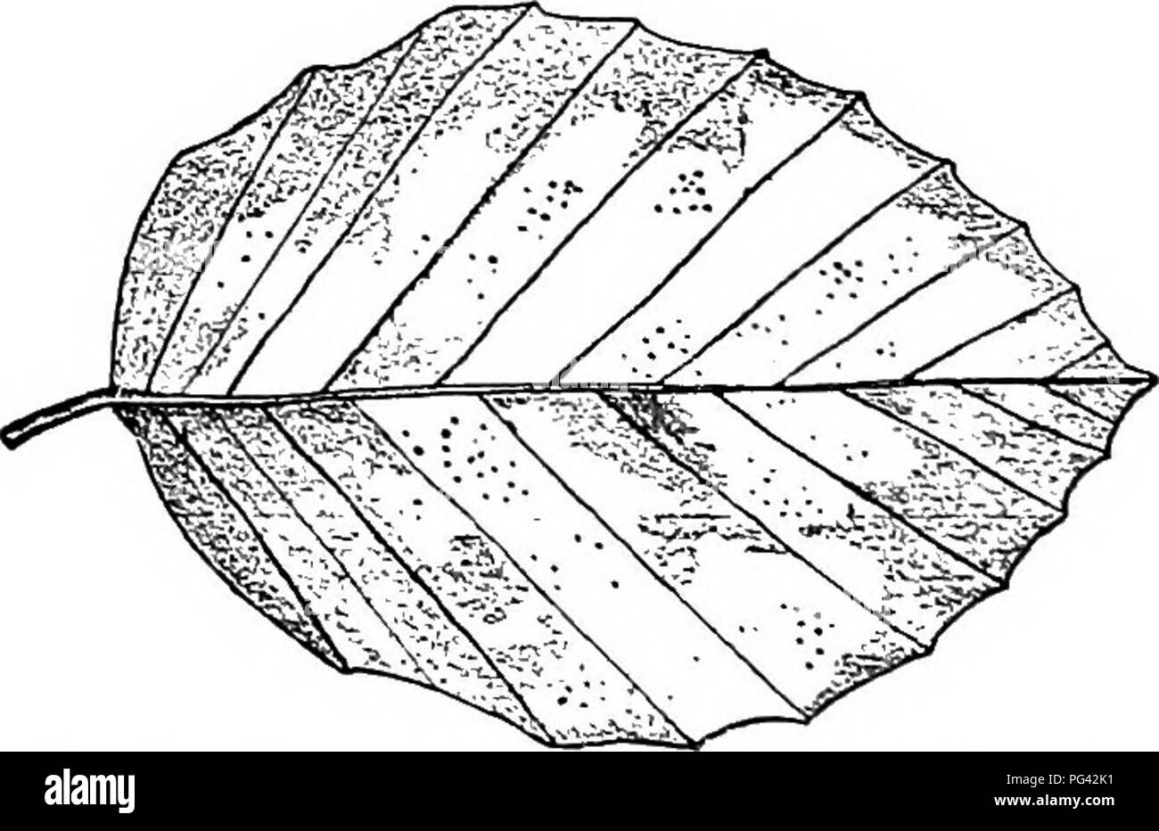 Hazel poles Banque d'images noir et blanc - Alamy