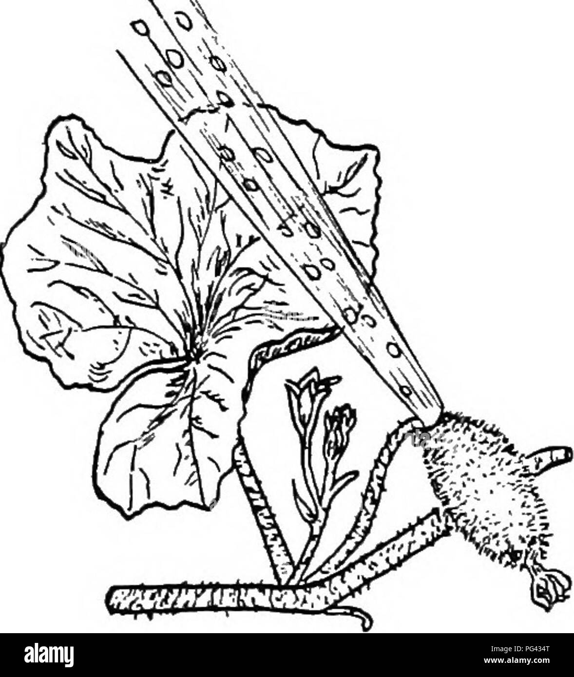 . La botanique pour les étudiants en agriculture . La botanique. Fig ...