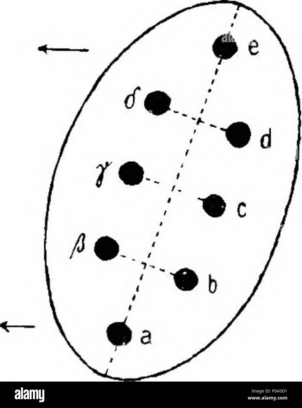 Mamelon fig Banque de photographies et d’images à haute résolution - Alamy