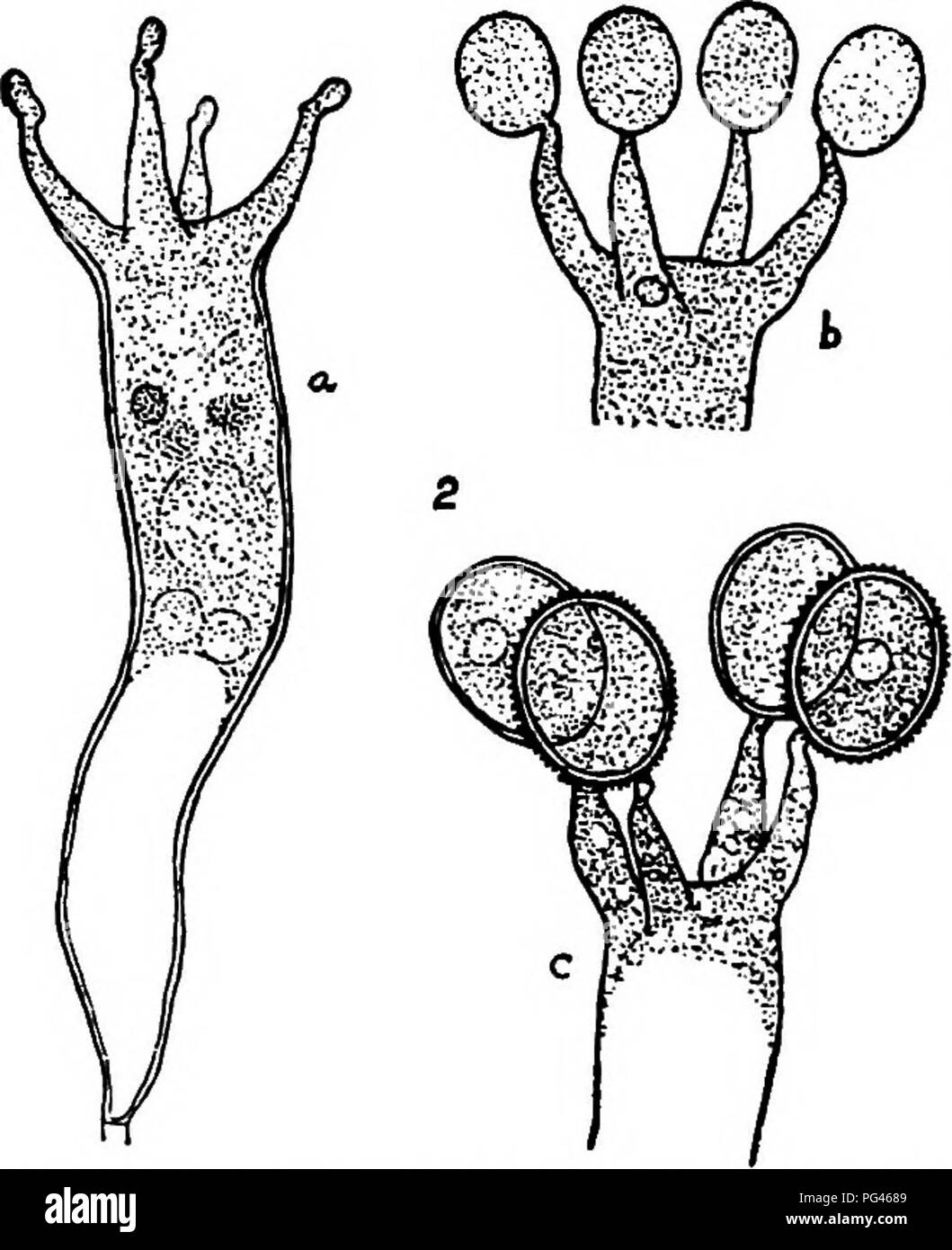 Class basidiomycetes Banque de photographies et d’images à haute ...