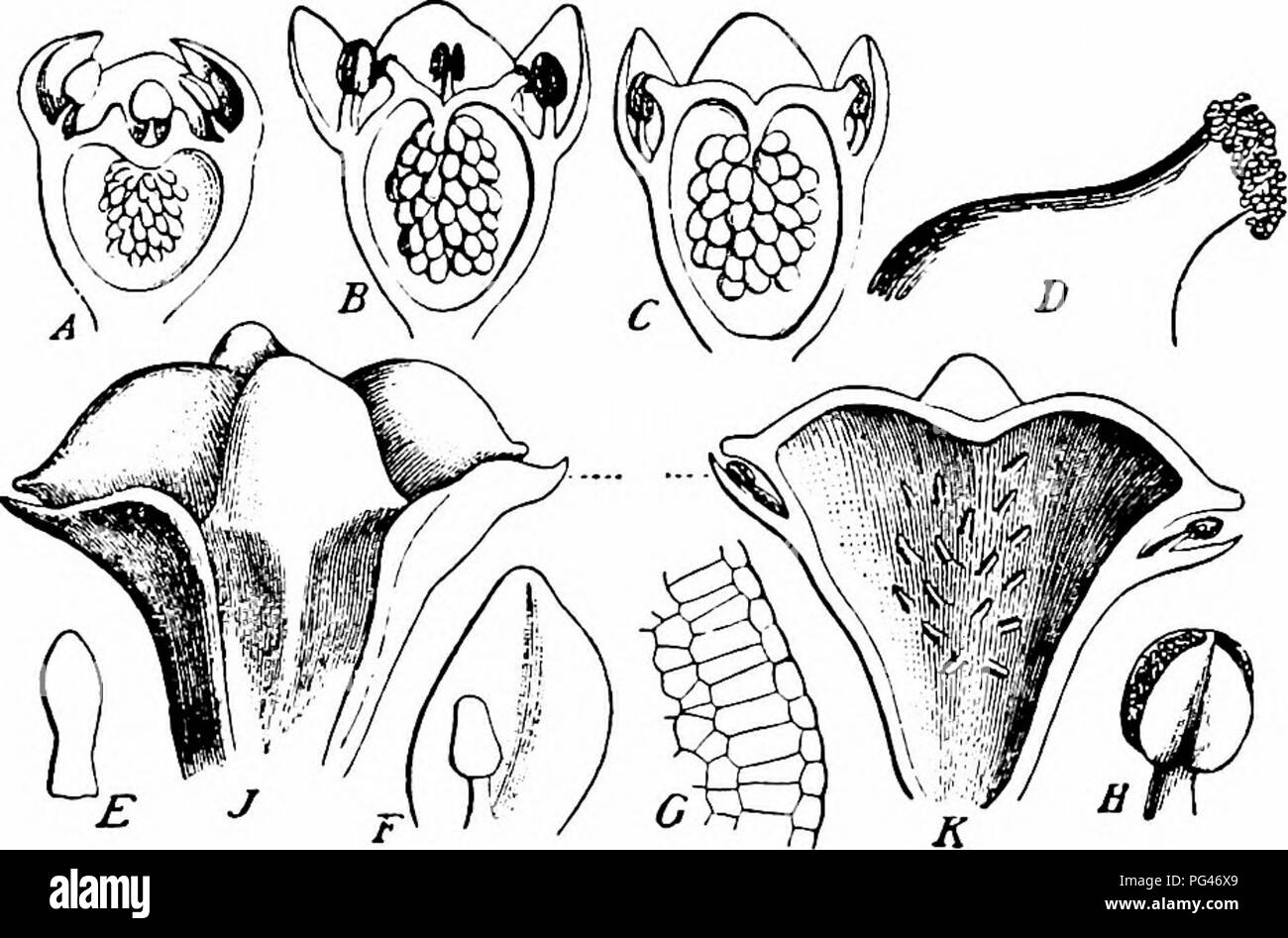 . La pollinisation des fleurs de manuel : d'après Hermann Mu ?ller 'le ...