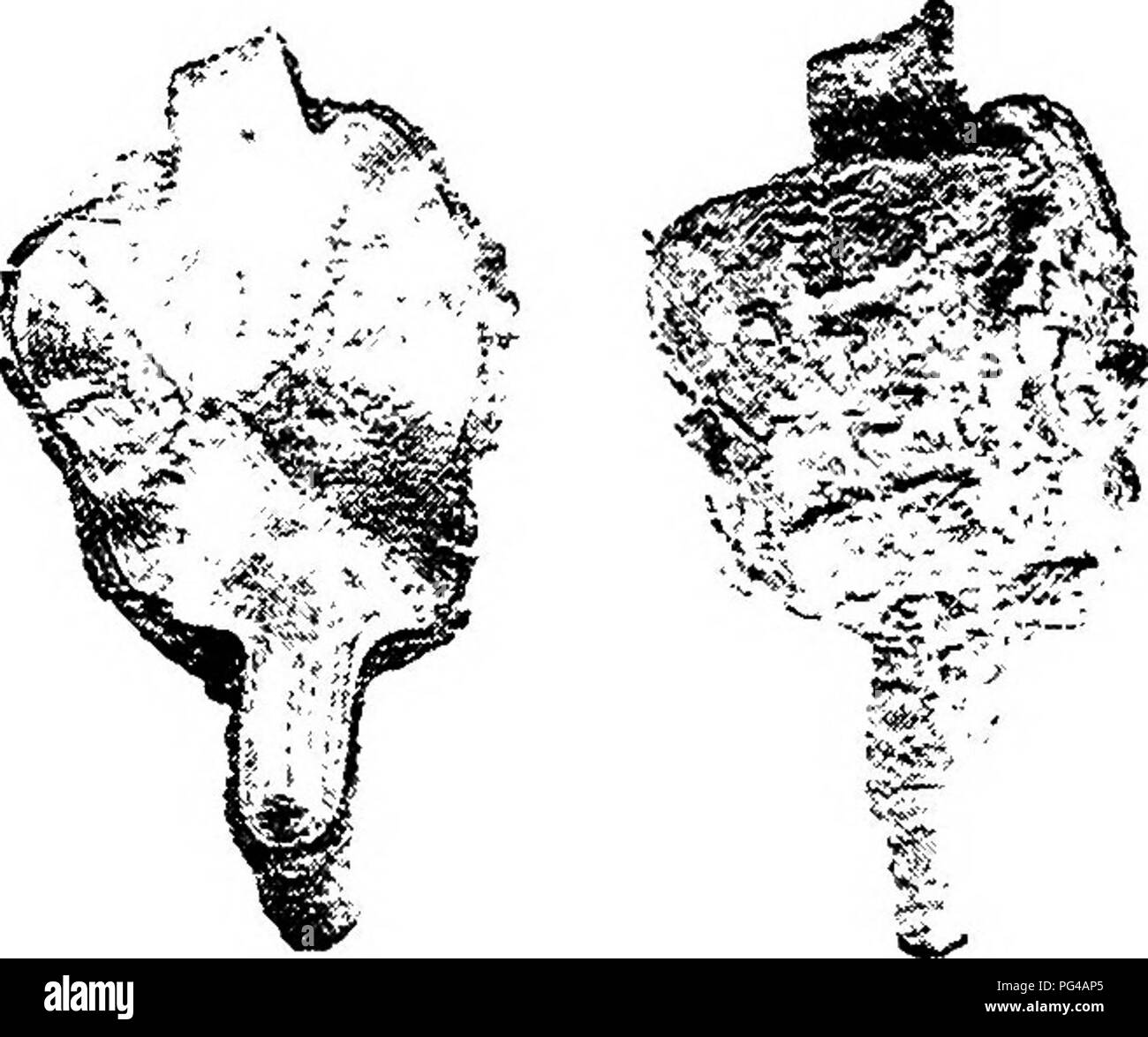 Pinus longifolia Banque de photographies et d’images à haute résolution ...