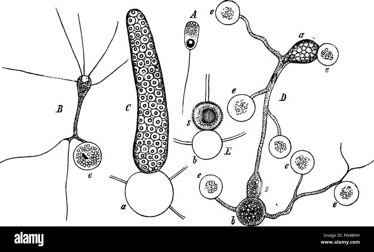 Fatty plant Banque d'images noir et blanc - Alamy