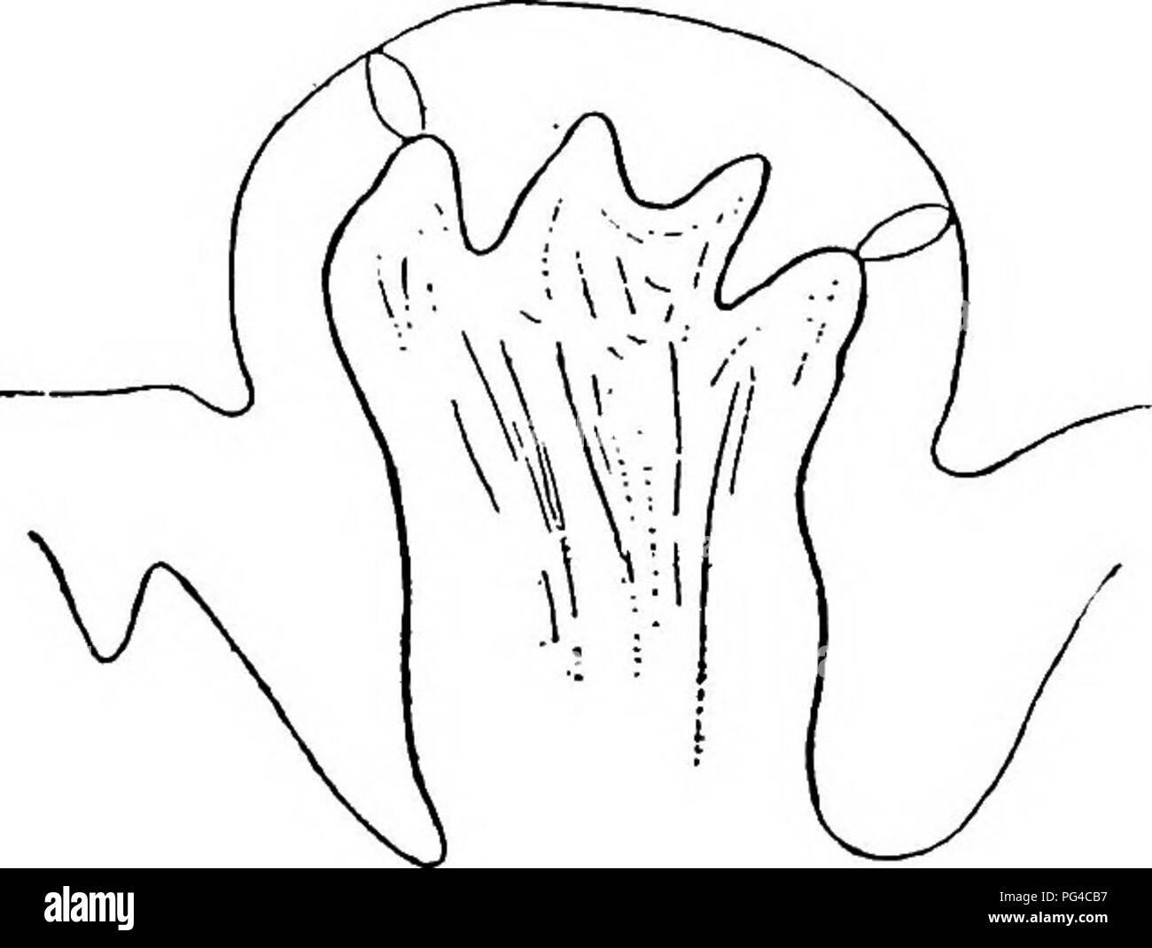 Schema anatomique langue Banque d'images noir et blanc - Alamy