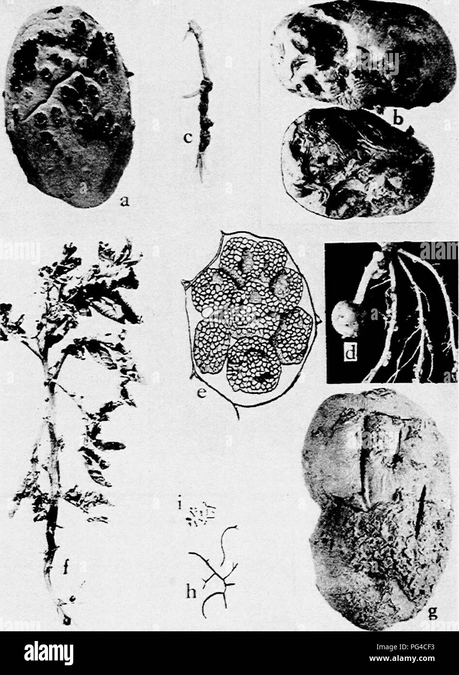 Cellule de pomme de terre Banque d'images noir et blanc - Alamy