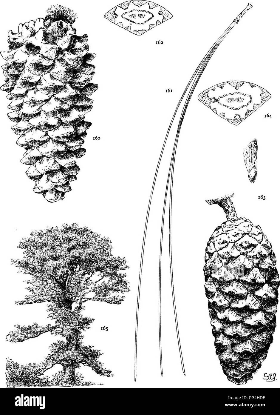 Pinus longifolia Banque de photographies et d’images à haute résolution ...