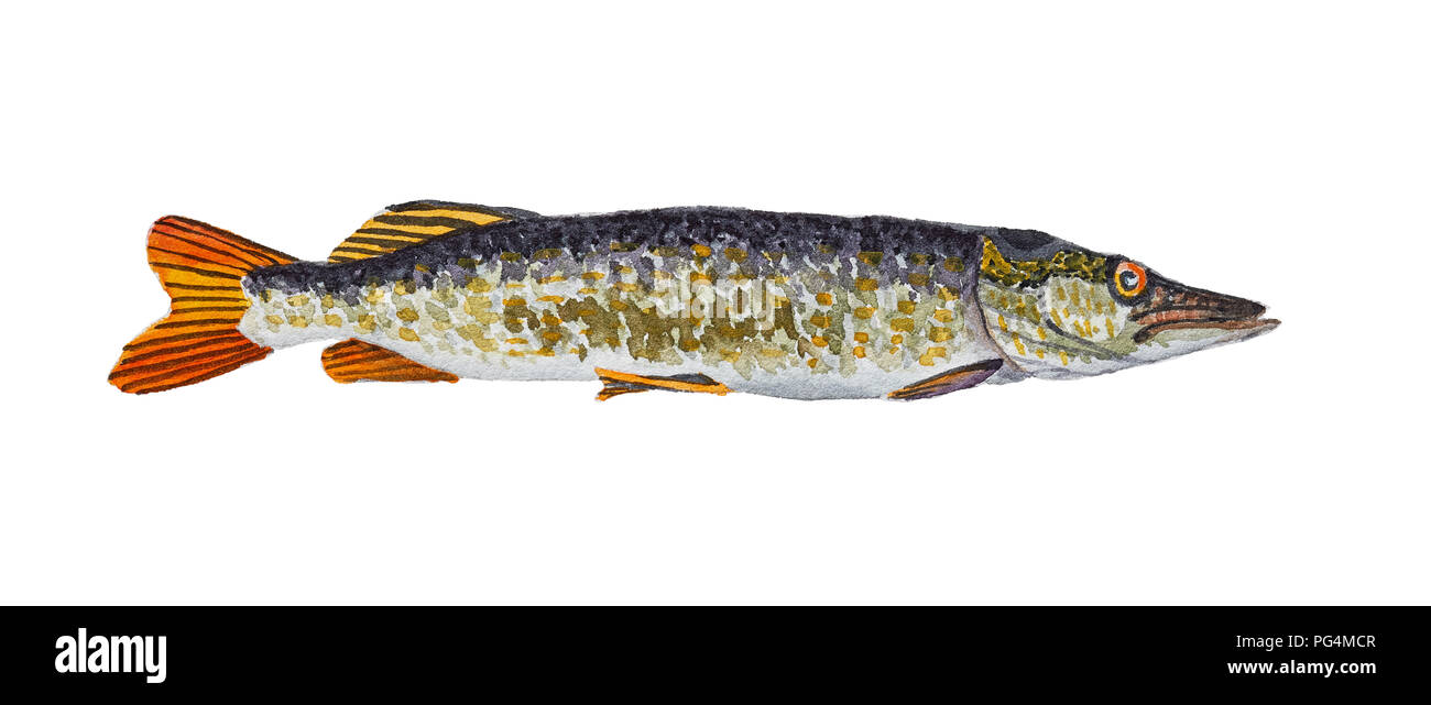 Hand drawn pike isolé sur fond blanc, aquarelle illustration Photo ...