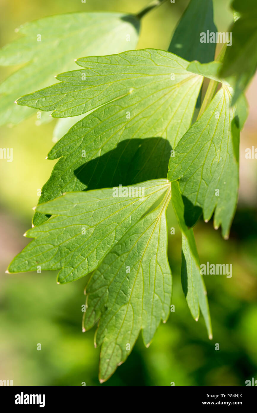 Lovage levisticum officinale Banque de photographies et d’images à haute résolution - Alamy