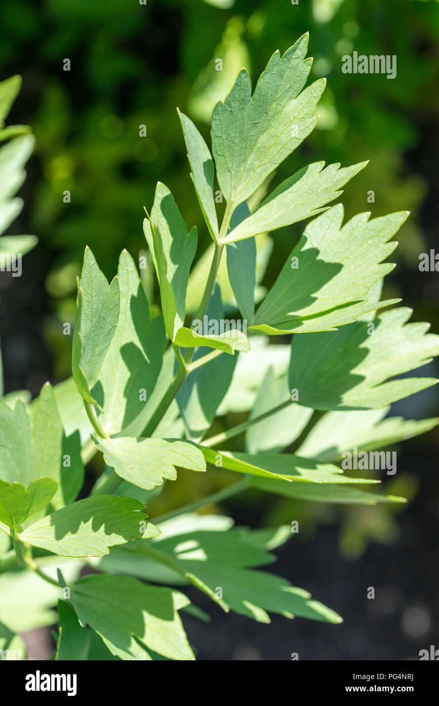 Lovage levisticum officinale Banque de photographies et d’images à haute résolution - Alamy