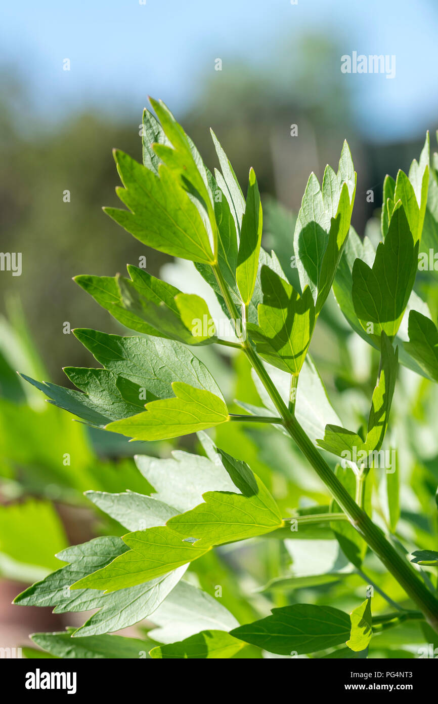 Lovage levisticum officinale Banque de photographies et d’images à haute résolution - Alamy