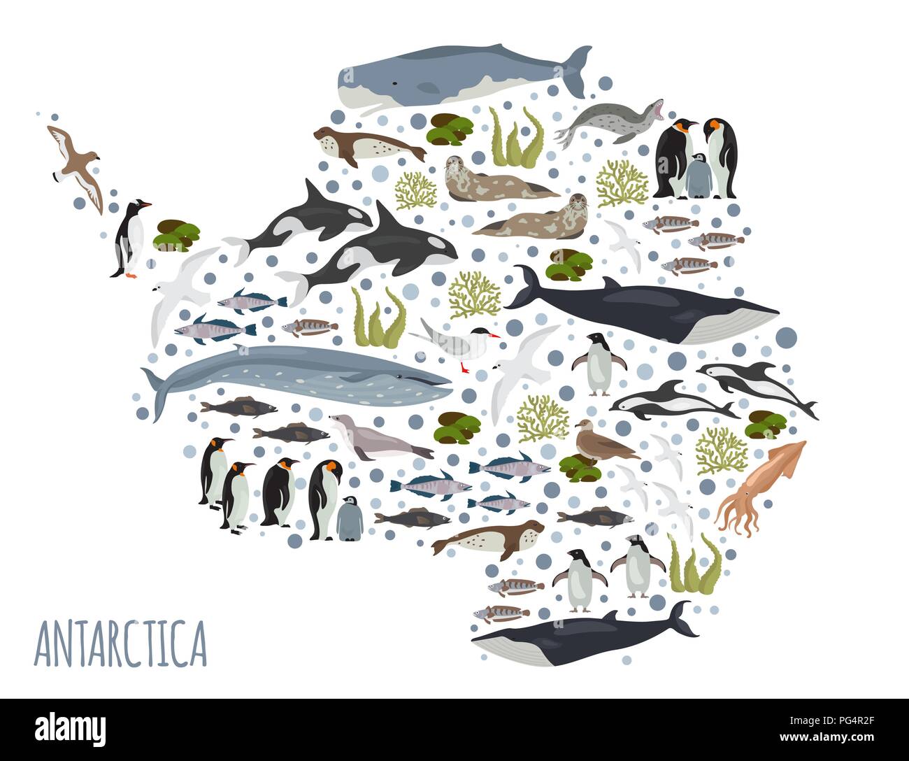 L'Antarctique, l'Antarctique, de la flore et de la faune site ...