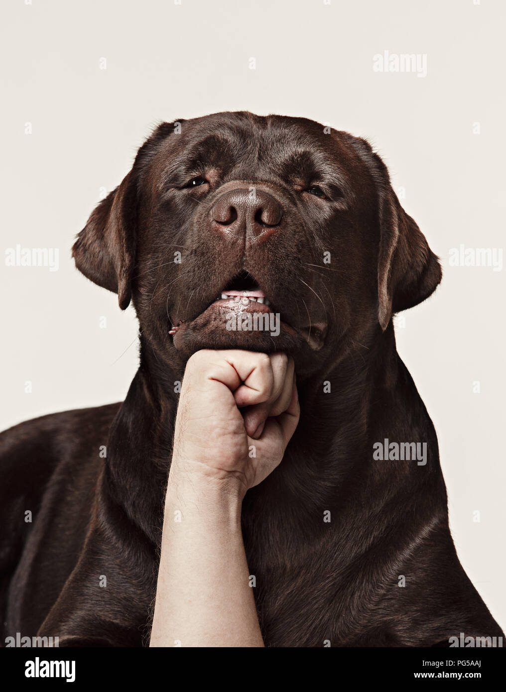 Close-up crying face de chien labrador chocolat de isolé sur fond blanc ...