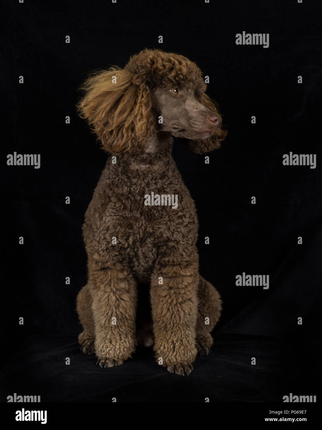 Caniche assis Banque de photographies et d’images à haute résolution ...