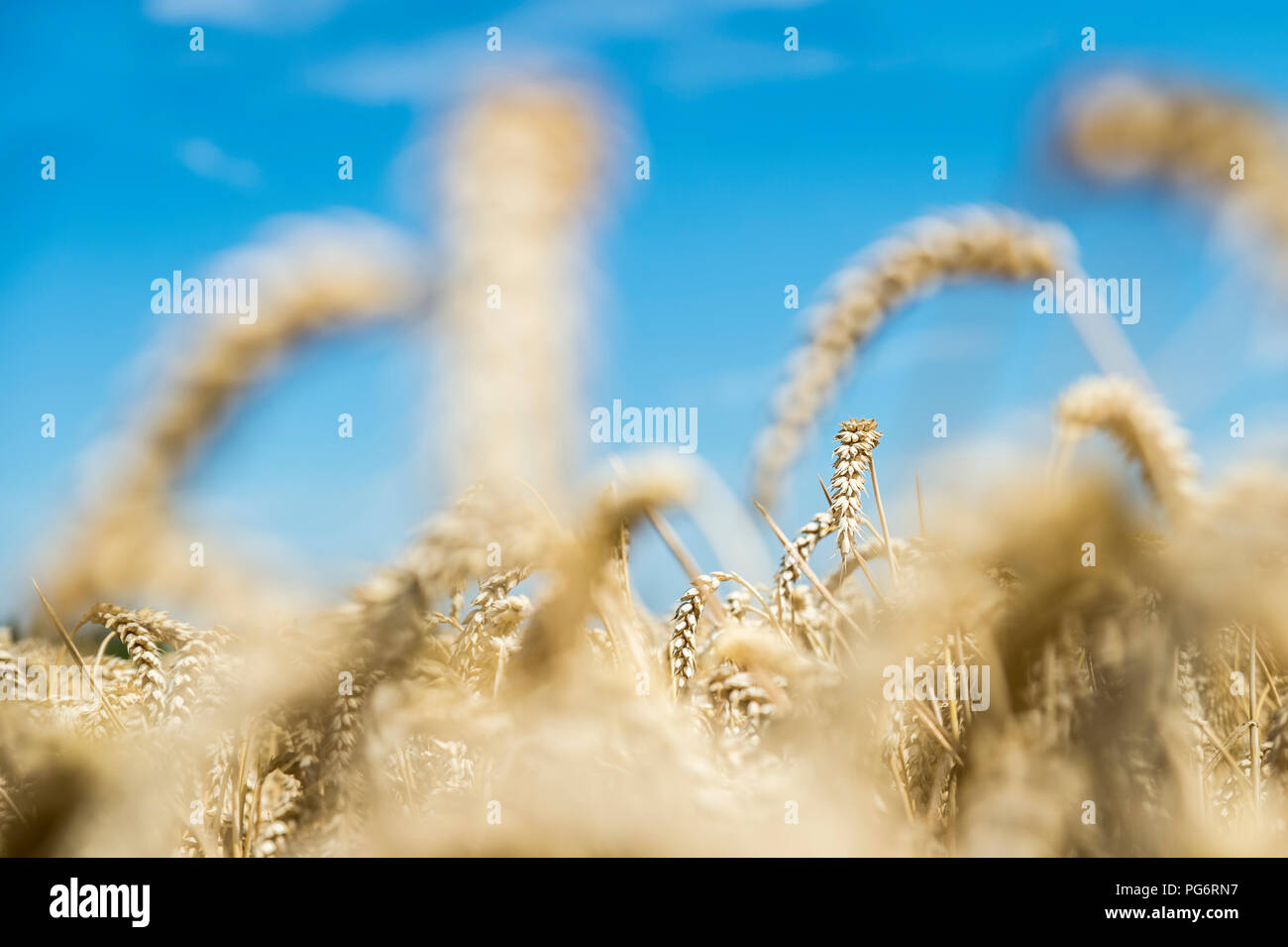 Epis de bles Banque de photographies et d’images à haute résolution - Alamy