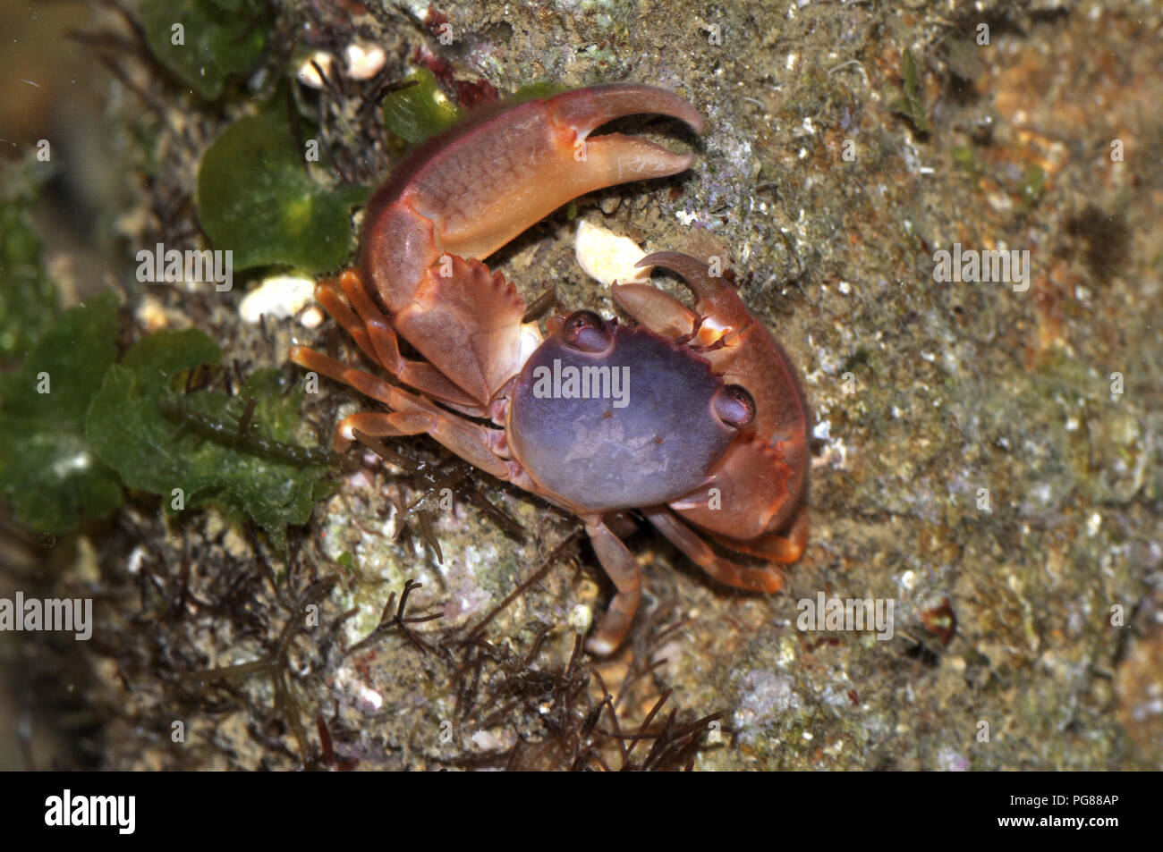 Trapezia crab Banque de photographies et d’images à haute résolution ...