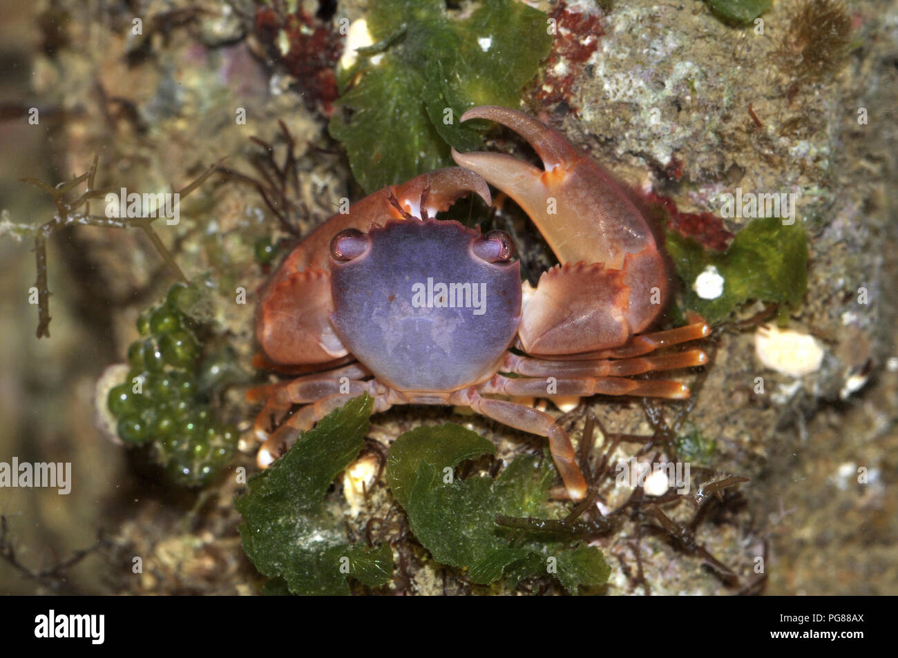 Trapezia crab Banque de photographies et d’images à haute résolution ...