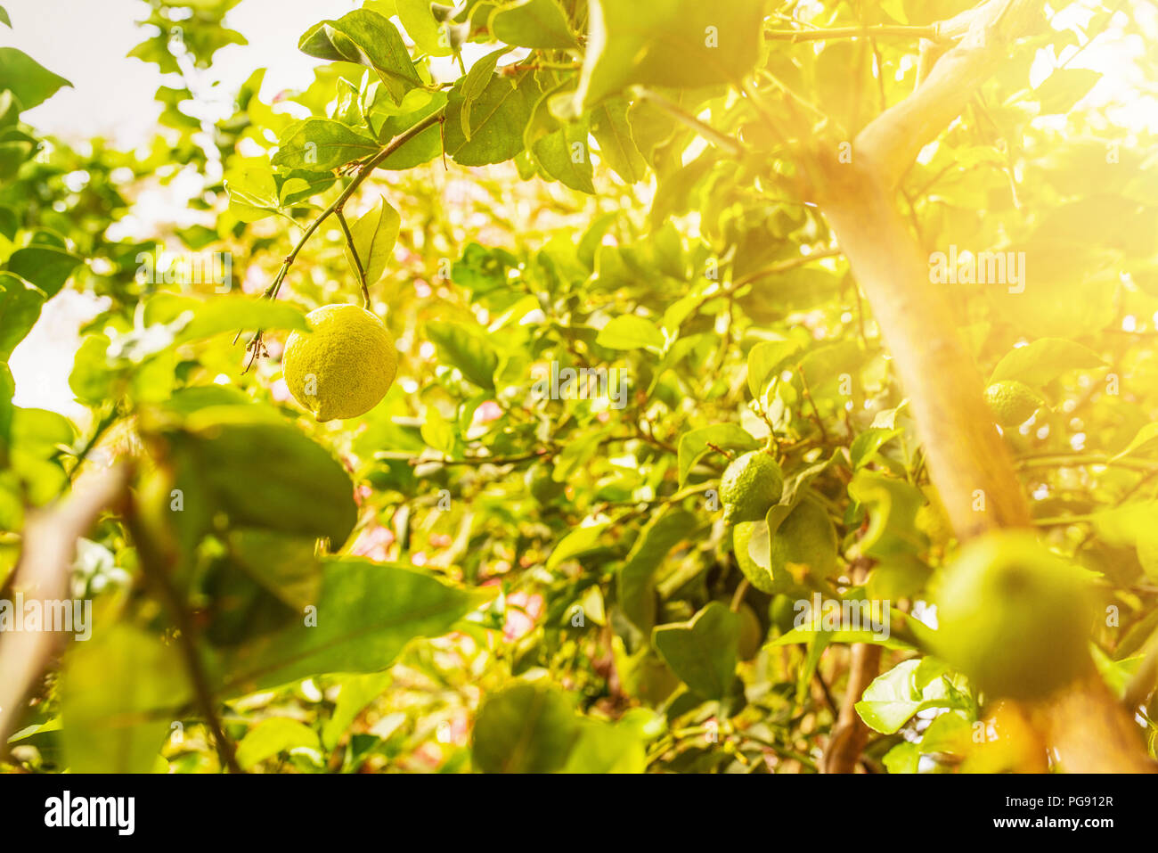Citronnier arbre Banque de photographies et d’images à haute résolution ...