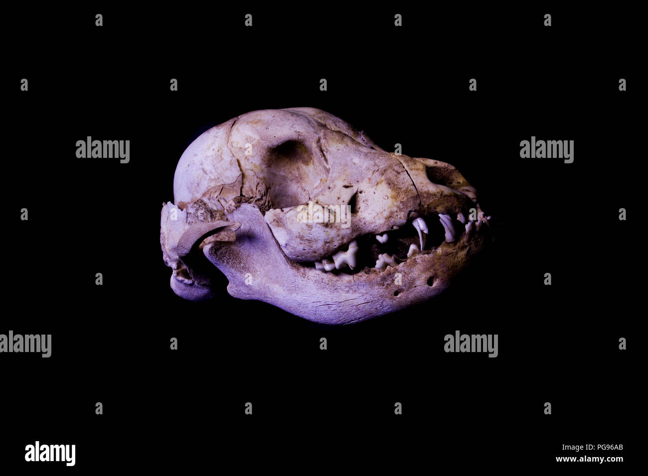 Anatomie de chien Banque de photographies et d’images à haute ...